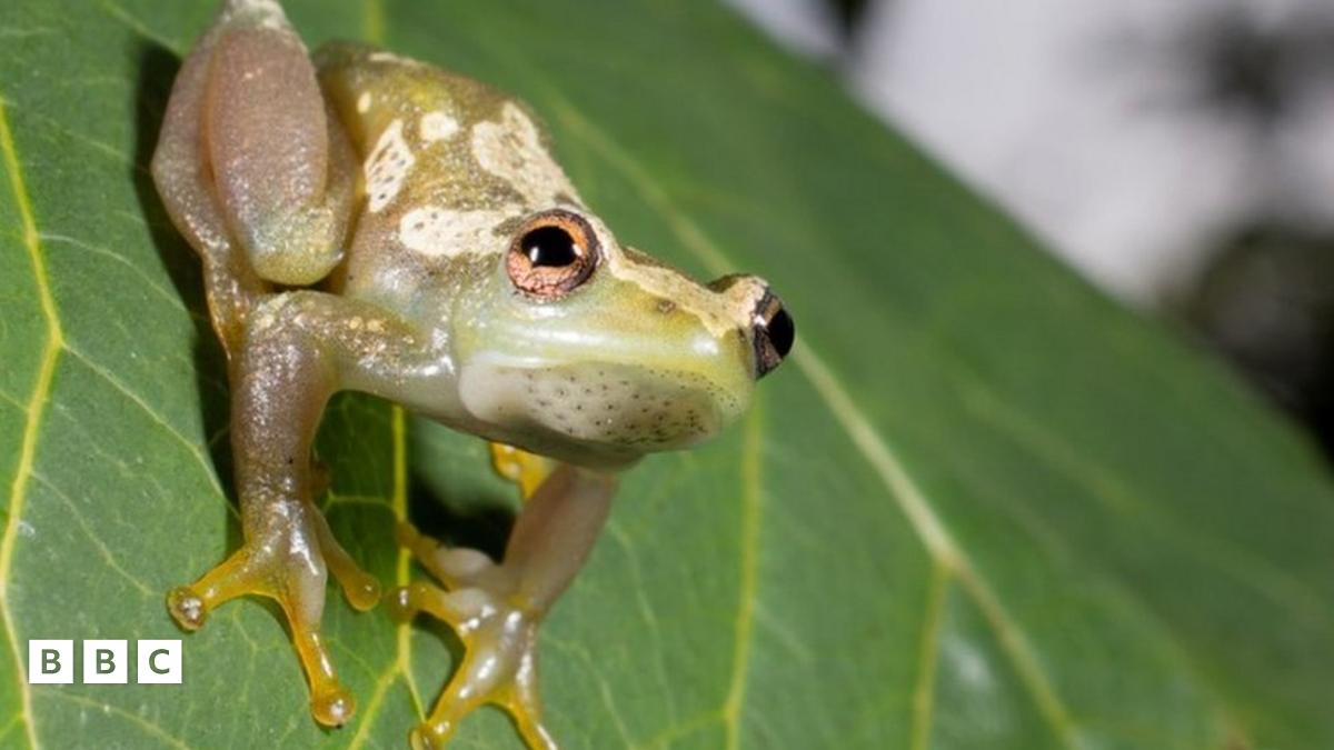 Scientists have discovered a new frog which can't croak! - BBC Newsround