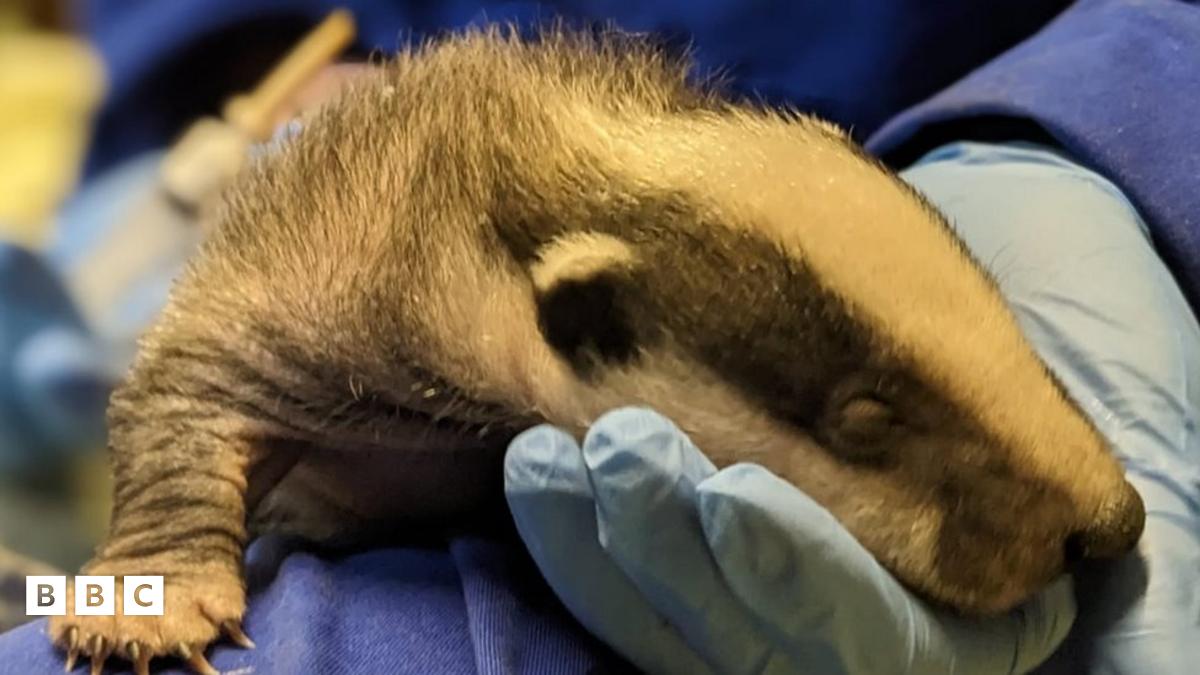 Baby badger Bertha saved by dogwalker recovering well - BBC Newsround