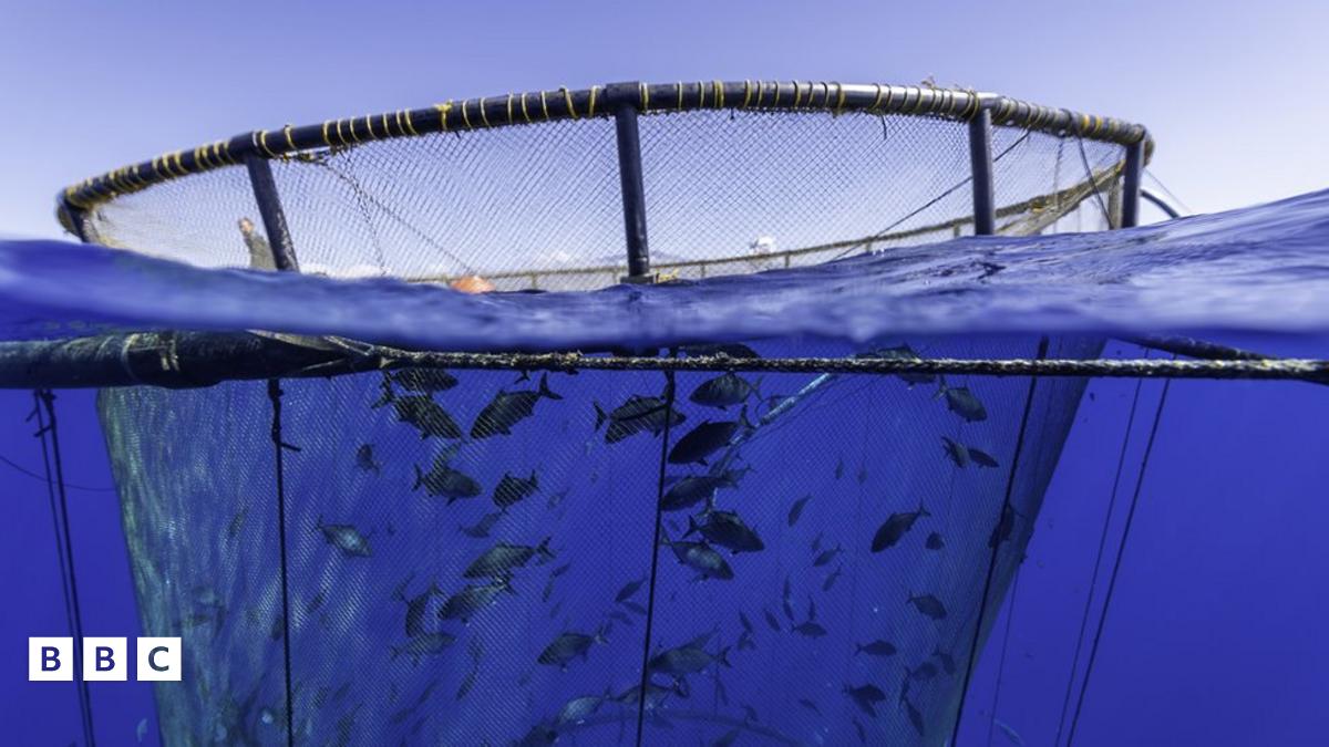 Bottom trawling: Is this type of fishing bad for the environment? - BBC ...