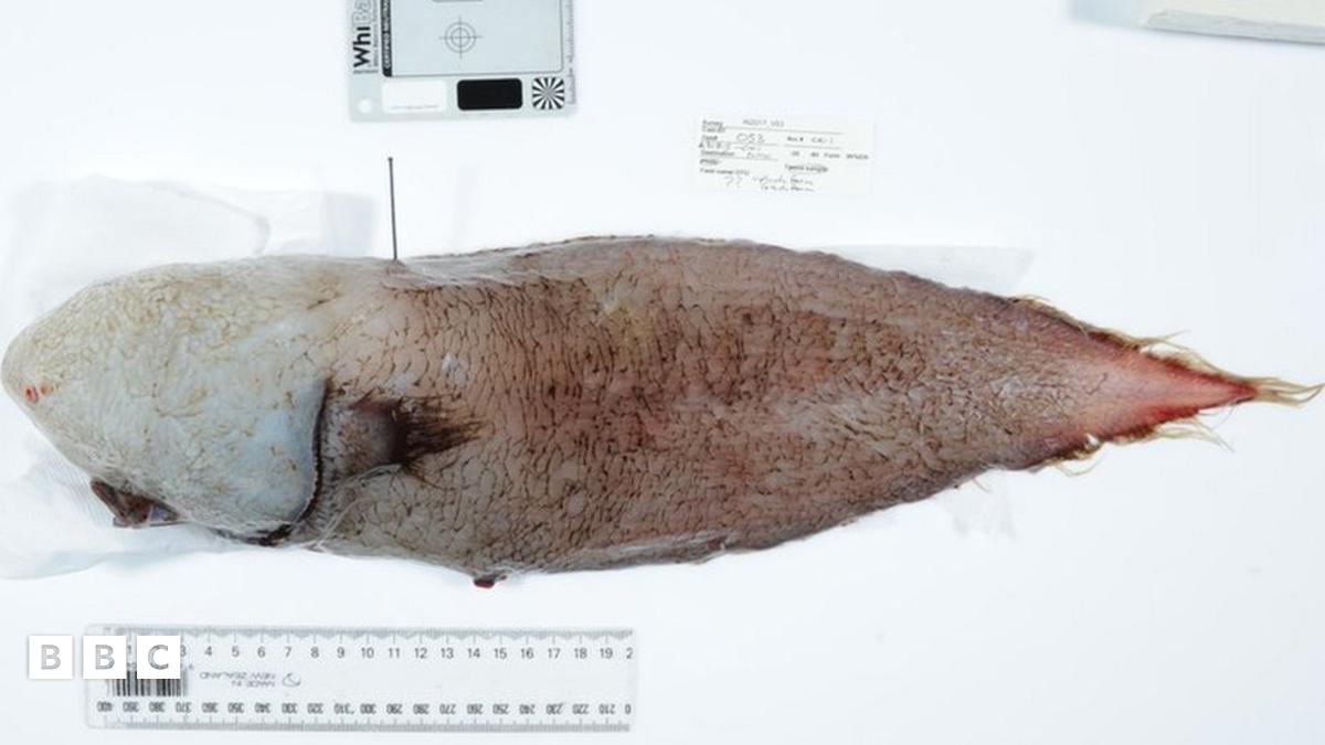 'Faceless' fish discovered off coast of Australia - BBC Newsround