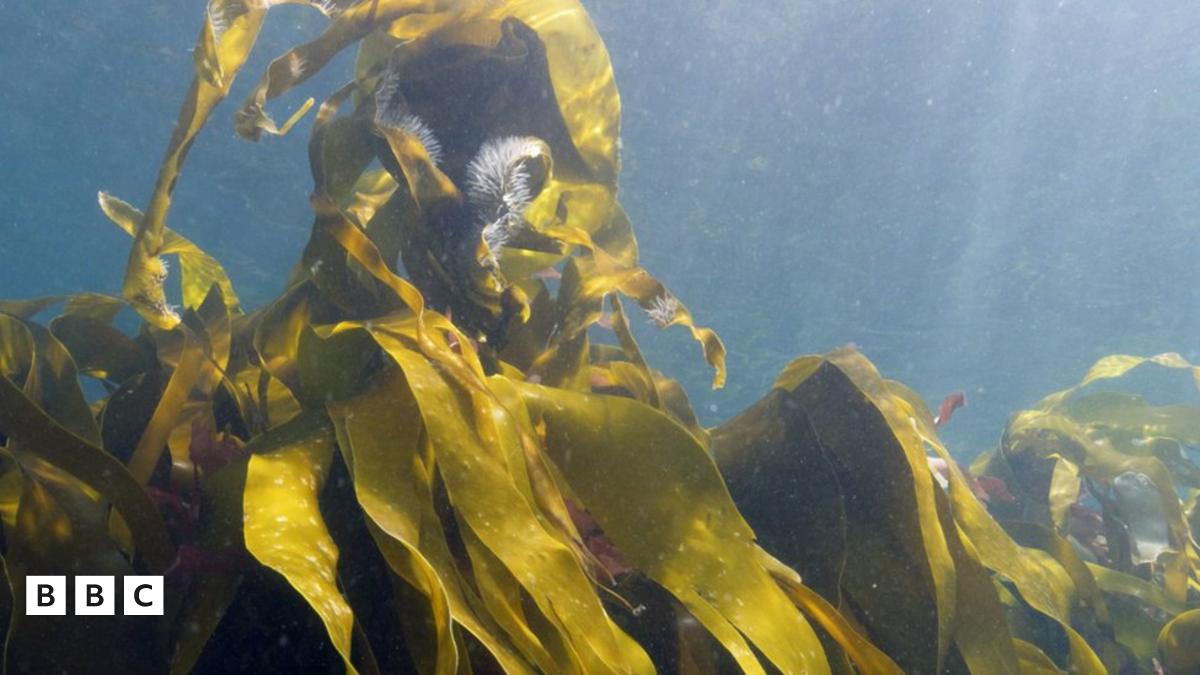 Plymouth’s kelp forest to be dedicated to the Queen for her Platinum ...