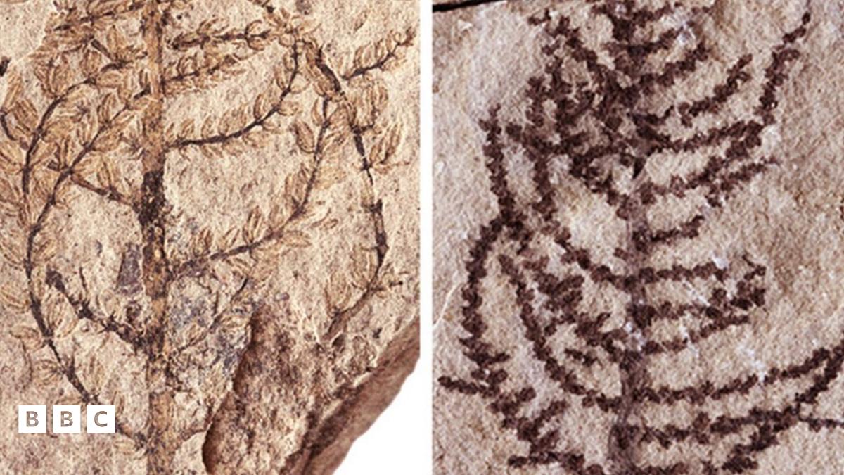 The fossil could be the oldest flower ever? - BBC Newsround