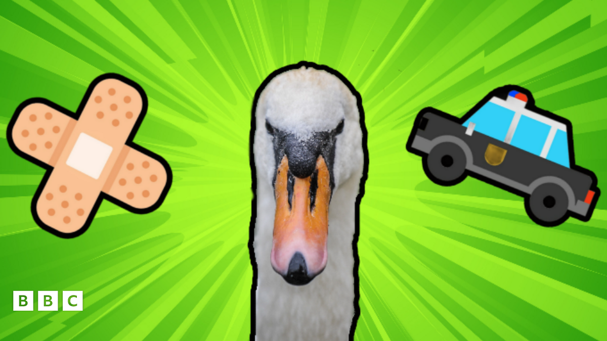 How a swan ended up in a police car in Plymouth - BBC Newsround