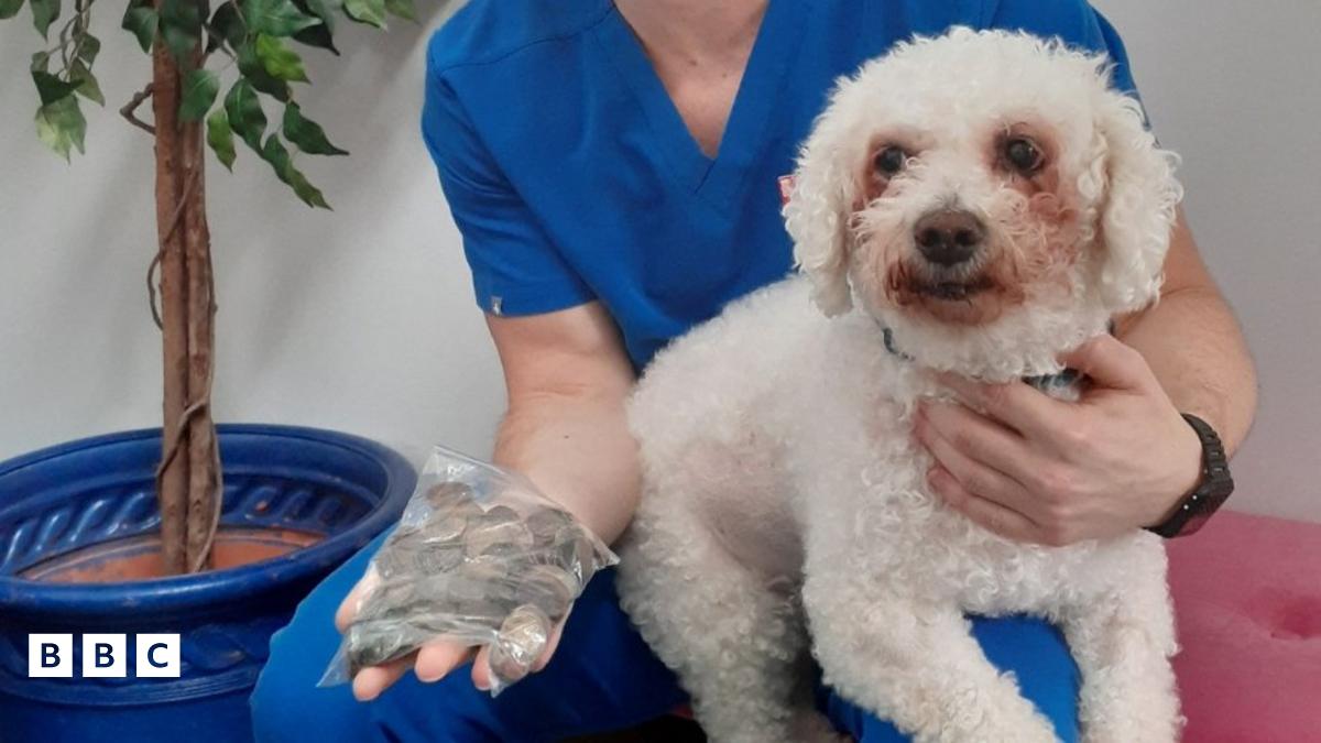 Oh Charlie! Pet dog saved after swallowing 133 coins - BBC Newsround