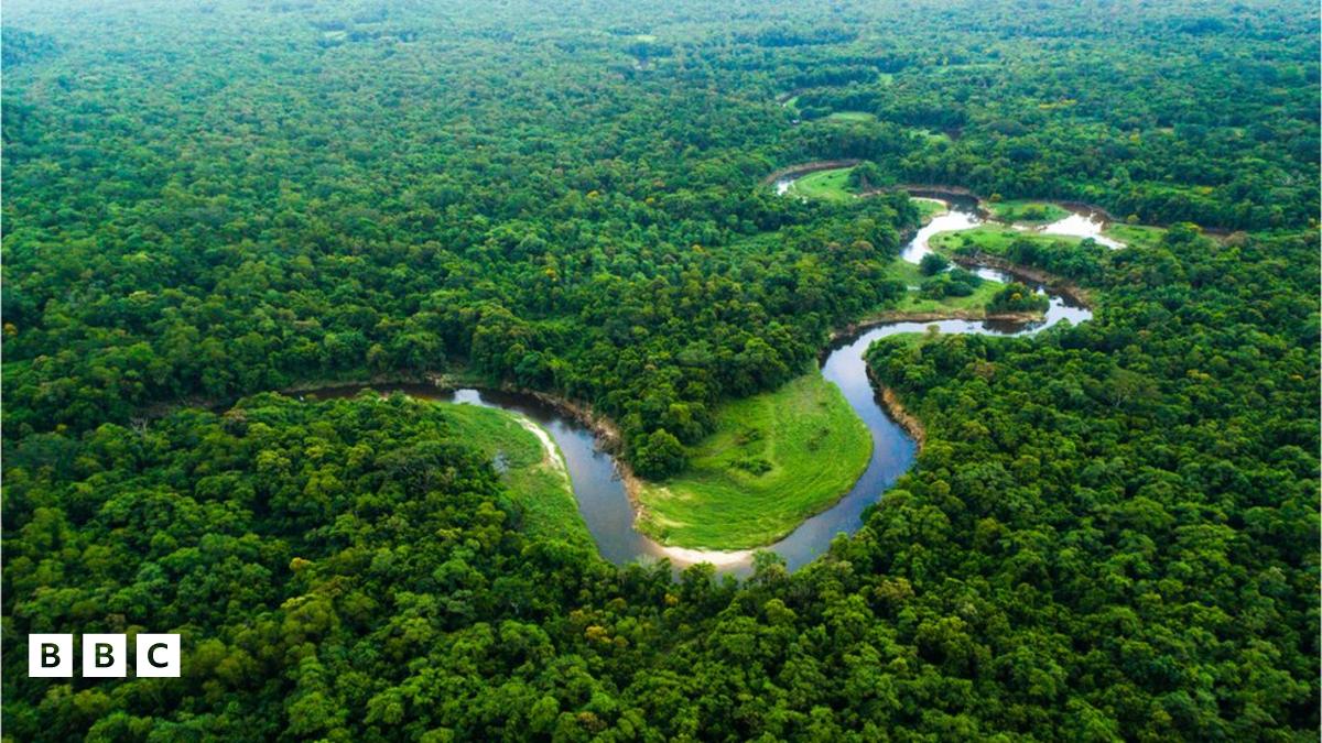 UK rainforest: Lost ecosystem could be brought back across the country - BBC Newsround