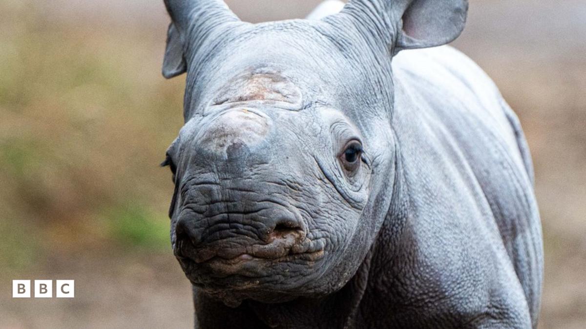 Endangered animals: Meet Chester Zoo's newest black rhino - BBC Newsround
