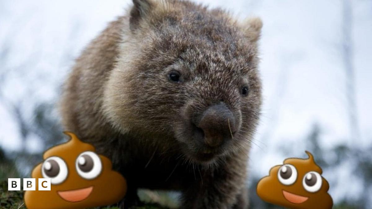 Wombats discovered to have cube-shaped poo - BBC Newsround