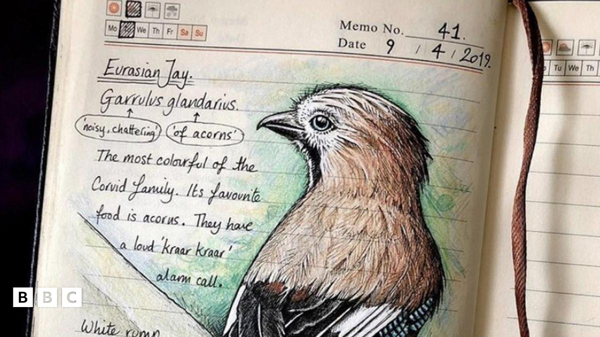 This artist's wildlife journal is being shared all over social media ...