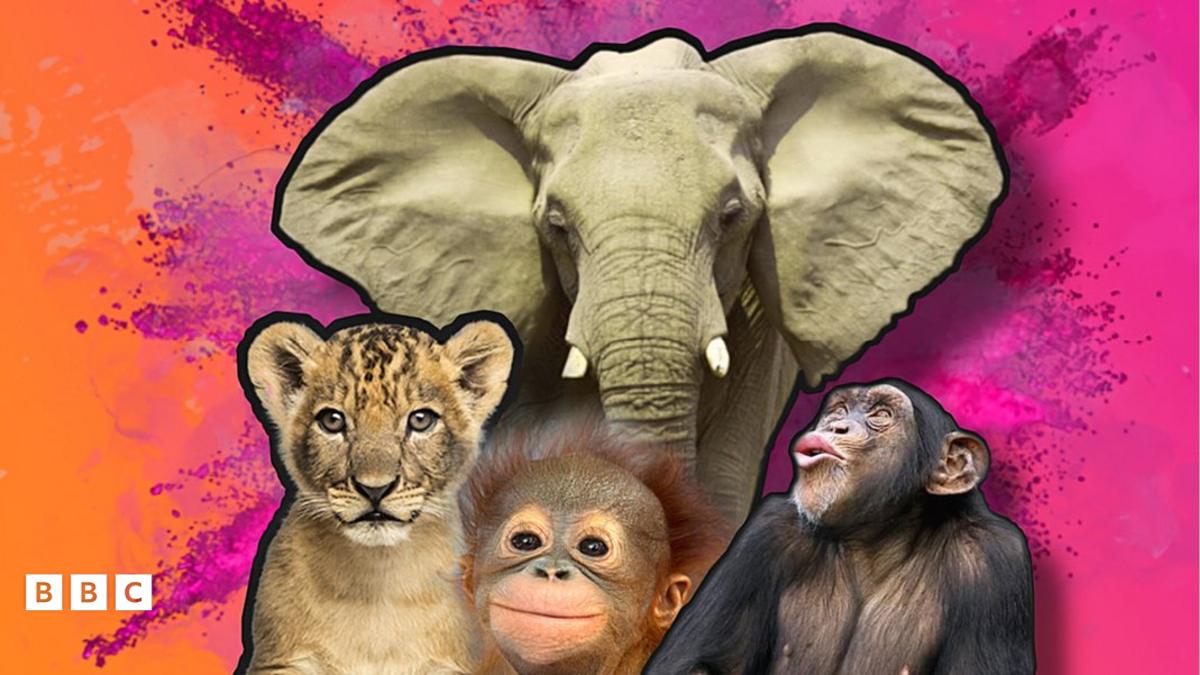 Good wildlife news from 2020! - BBC Newsround