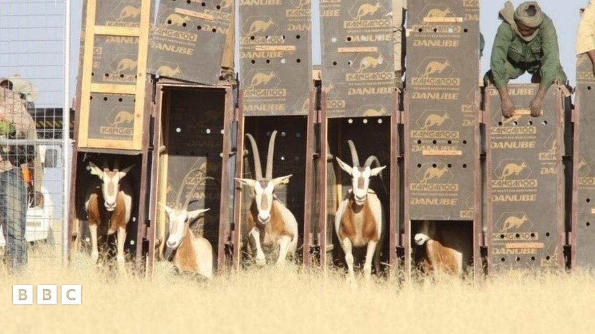 Antelope species no longer extinct in wild after conservation efforts ...