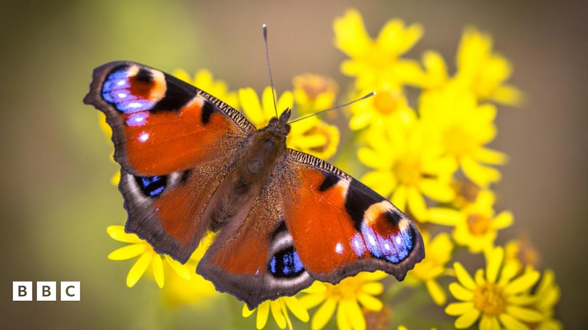 Big Butterfly Count: The results show the lowest number of butterflies ...