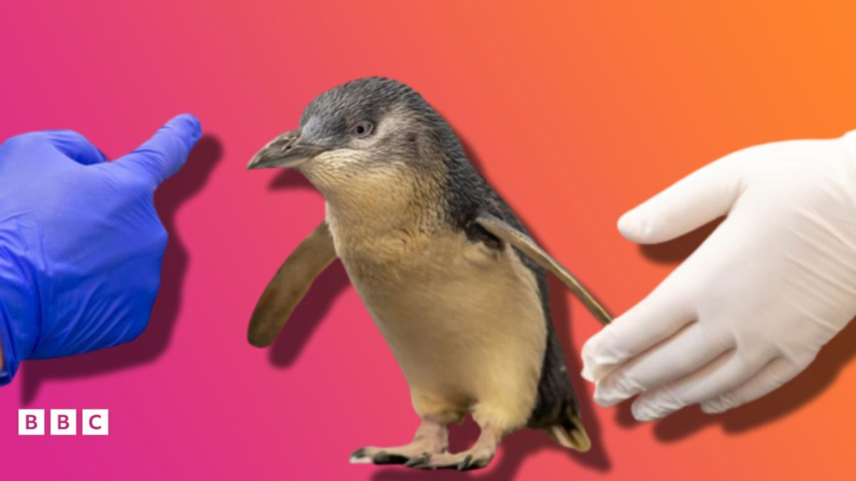 Fairy penguin: Sea Life Weymouth penguin first to have MRI scan - BBC ...