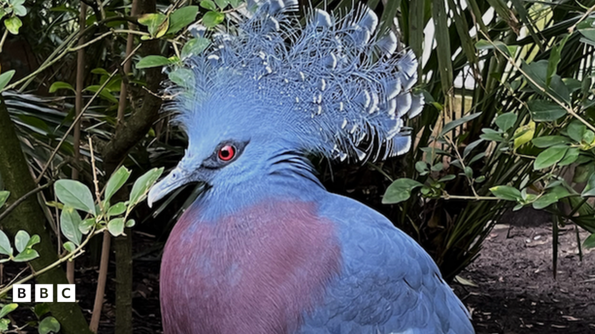 Conservation efforts bring giant pigeon to Newquay Zoo - BBC Newsround