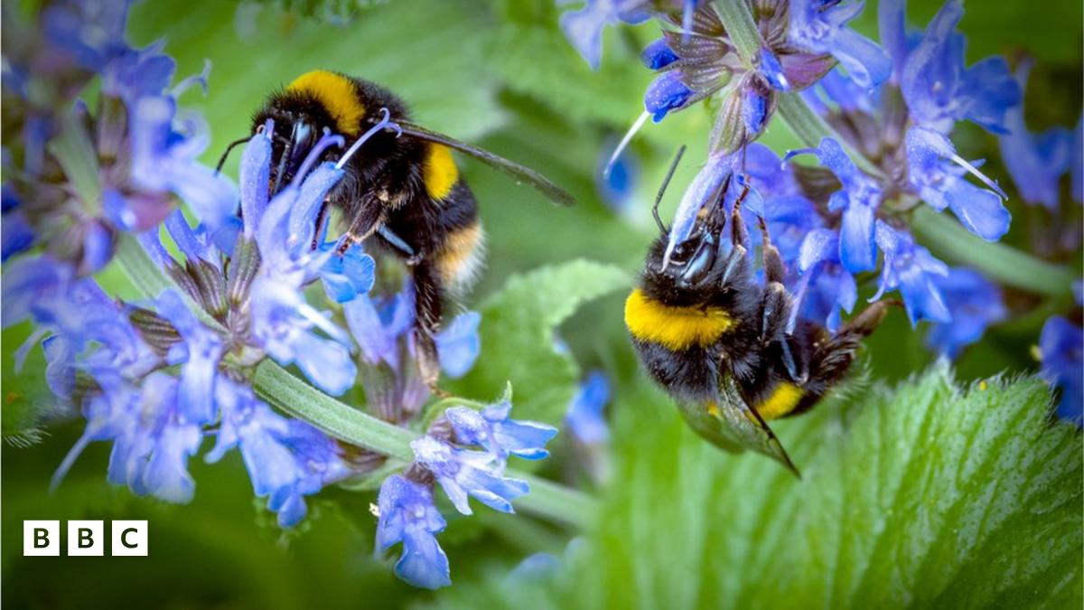 Bees can solve puzzles by watching their friends - BBC Newsround
