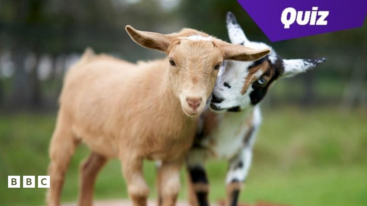 Quiz: Can you name these types of baby animals? - BBC Newsround
