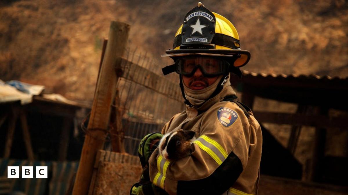 Chile wildfires: Firefighters battle huge forest fires - BBC Newsround