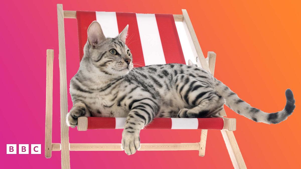 Sunburn: Top tips to keep your cats cool in the sun - BBC Newsround