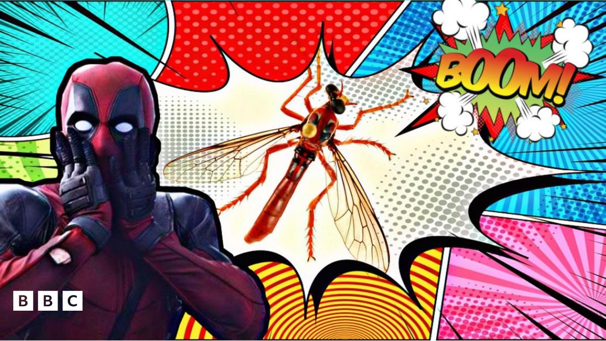Superhero fly named after Deadpool and Thor - BBC Newsround