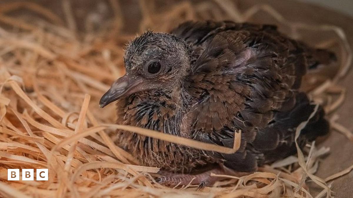 Rare birds: 'Extinct' Socorro doves born at Chester Zoo - BBC Newsround