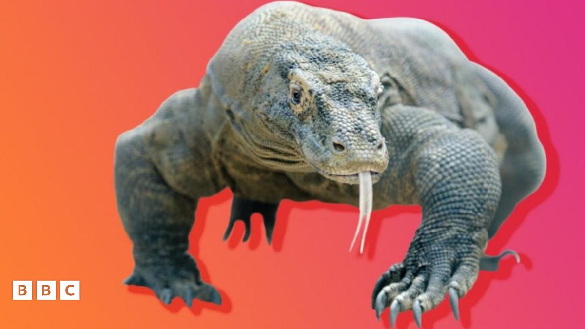 Komodo dragons: Everything you need to know about the large lizards ...