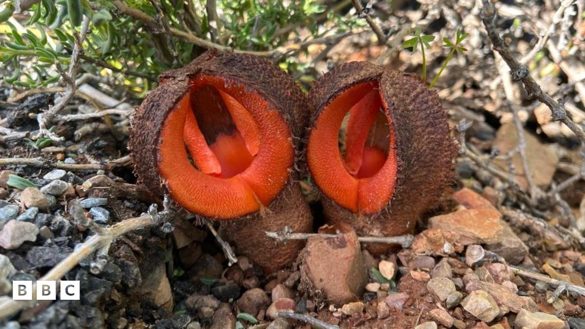 Hydnora: Scientists make discovery about this unusual and smelly plant ...