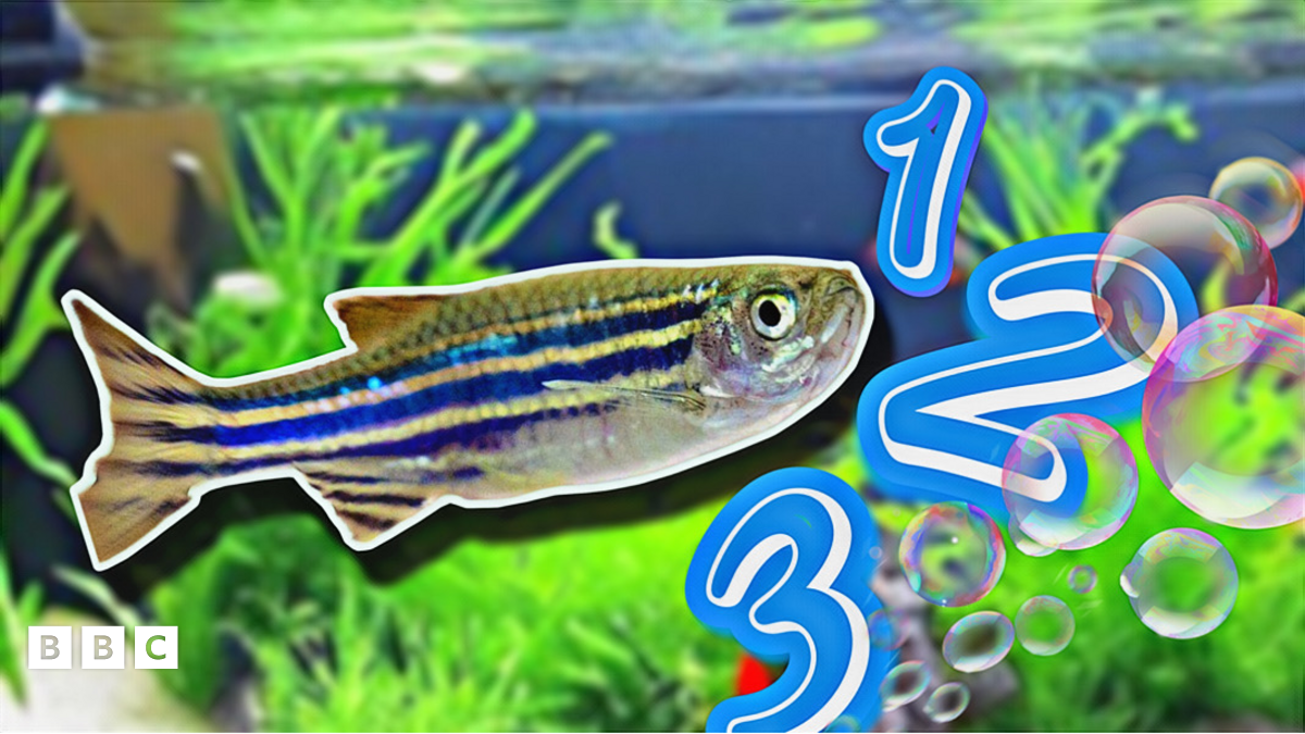 Zebrafish can count at four days old, study says - BBC Newsround