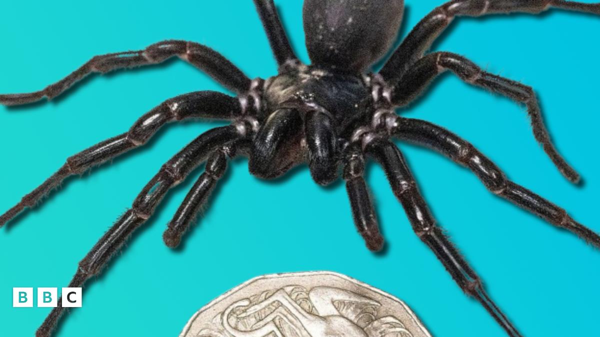 Meet Hercules, the biggest deadly Sydney funnel-web male spider ever ...