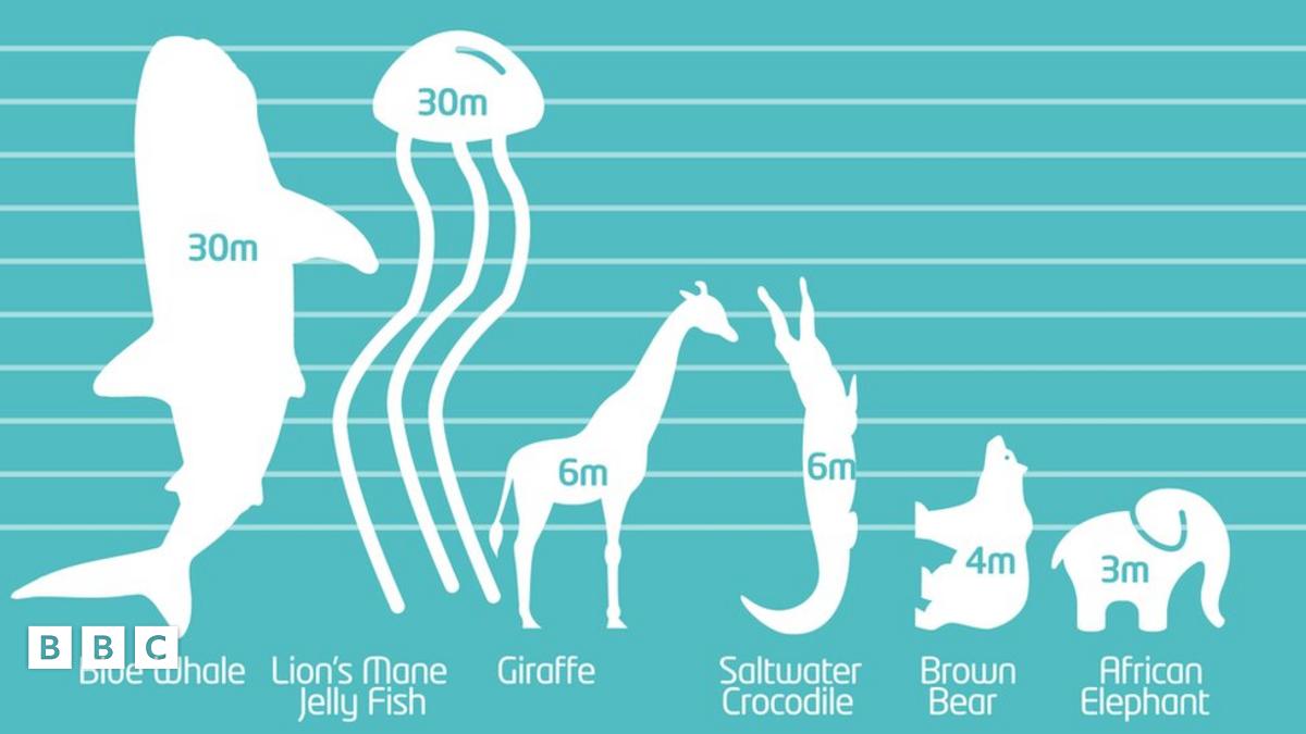 Which are the world's tallest animals? - BBC Newsround