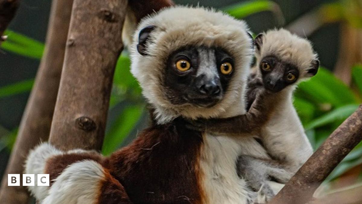 Dancing lemur: First Coquerel's sifaka born in Europe - BBC Newsround