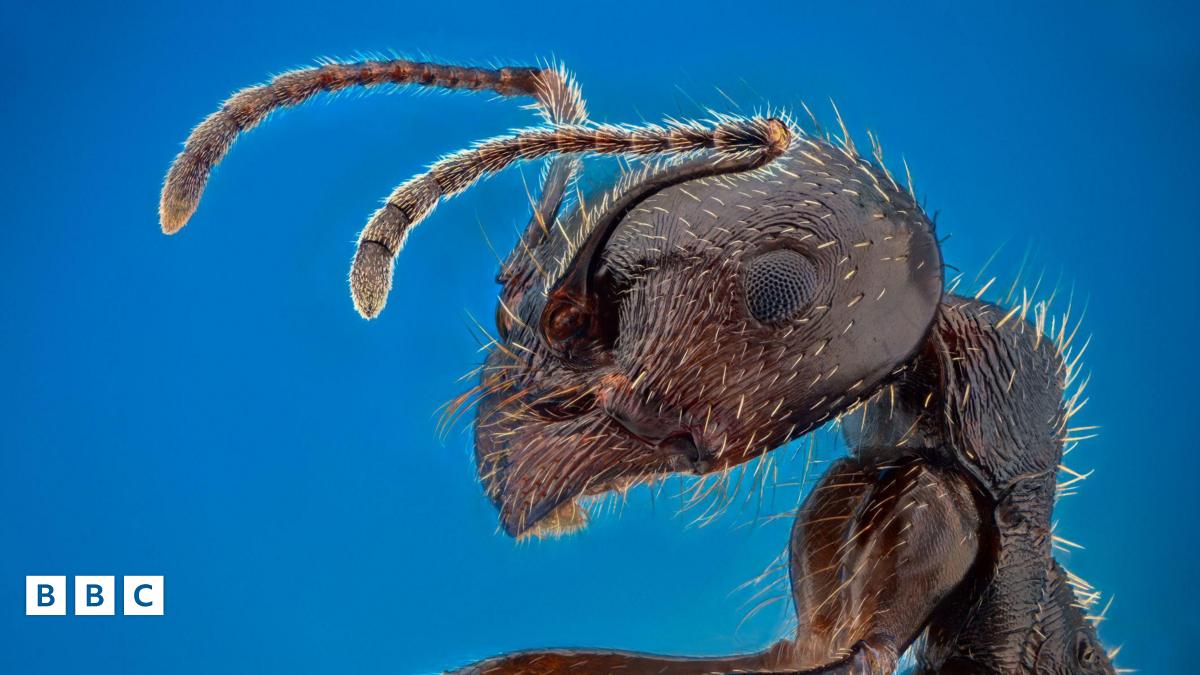 Robots: How copying ants could be the secret to better grip - BBC Newsround