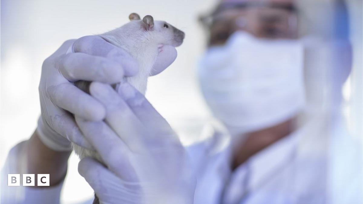 Animal testing: What is it and why are people talking about it? - BBC ...