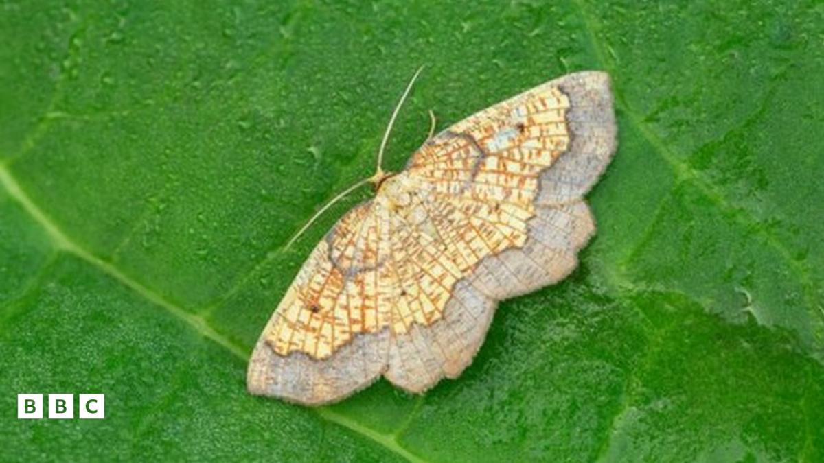 Conservation: Endangered moth spotted in Scottish park - BBC Newsround