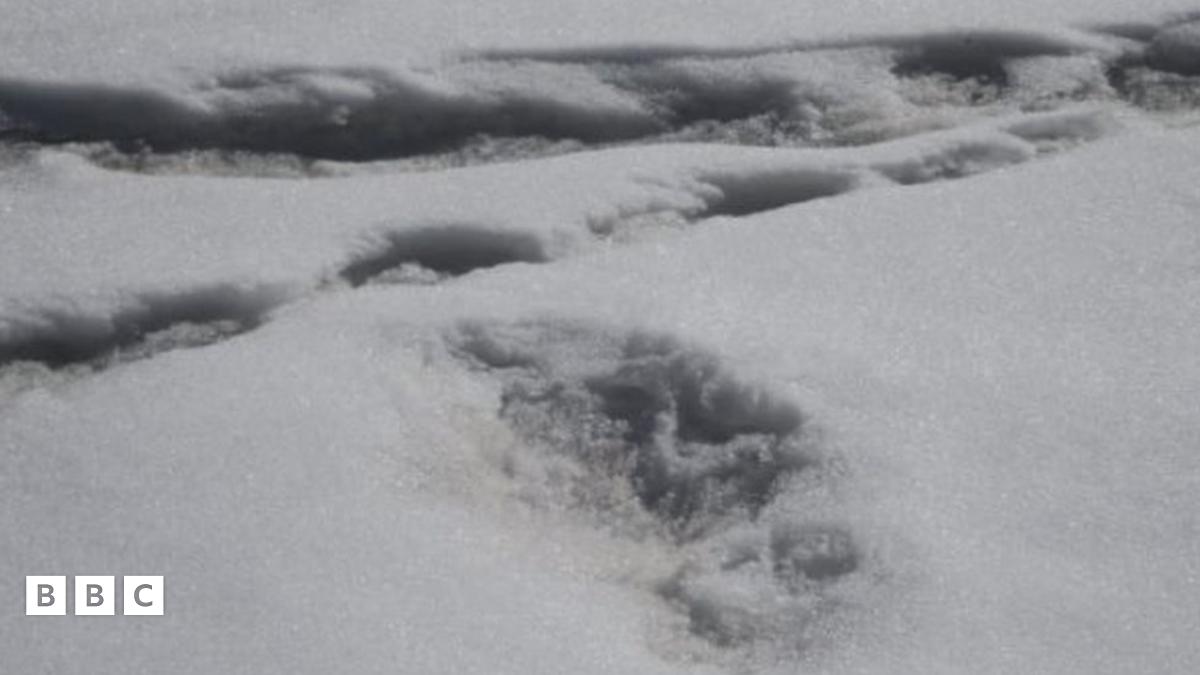 Does the Yeti exist? And other great animal mysteries - BBC Newsround