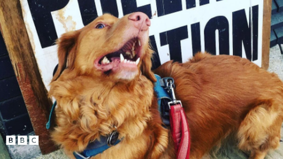 General election: It's time for dogs at polling stations - BBC Newsround