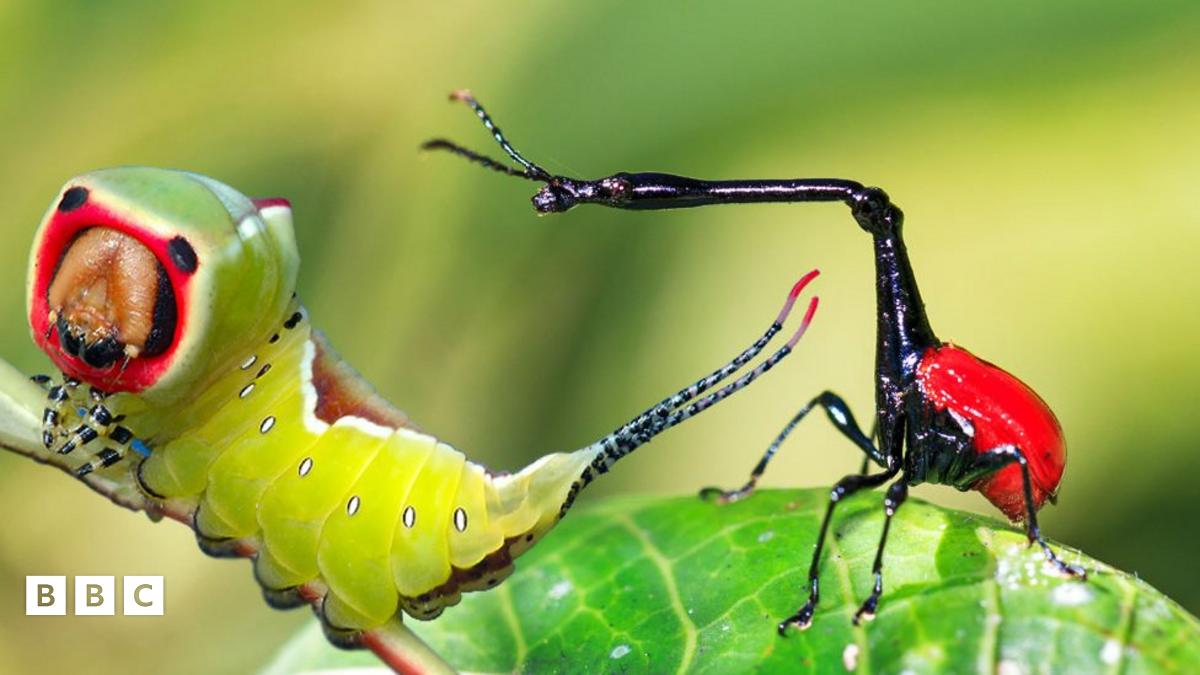 Quiz: Know your stuff about insects? - BBC Newsround