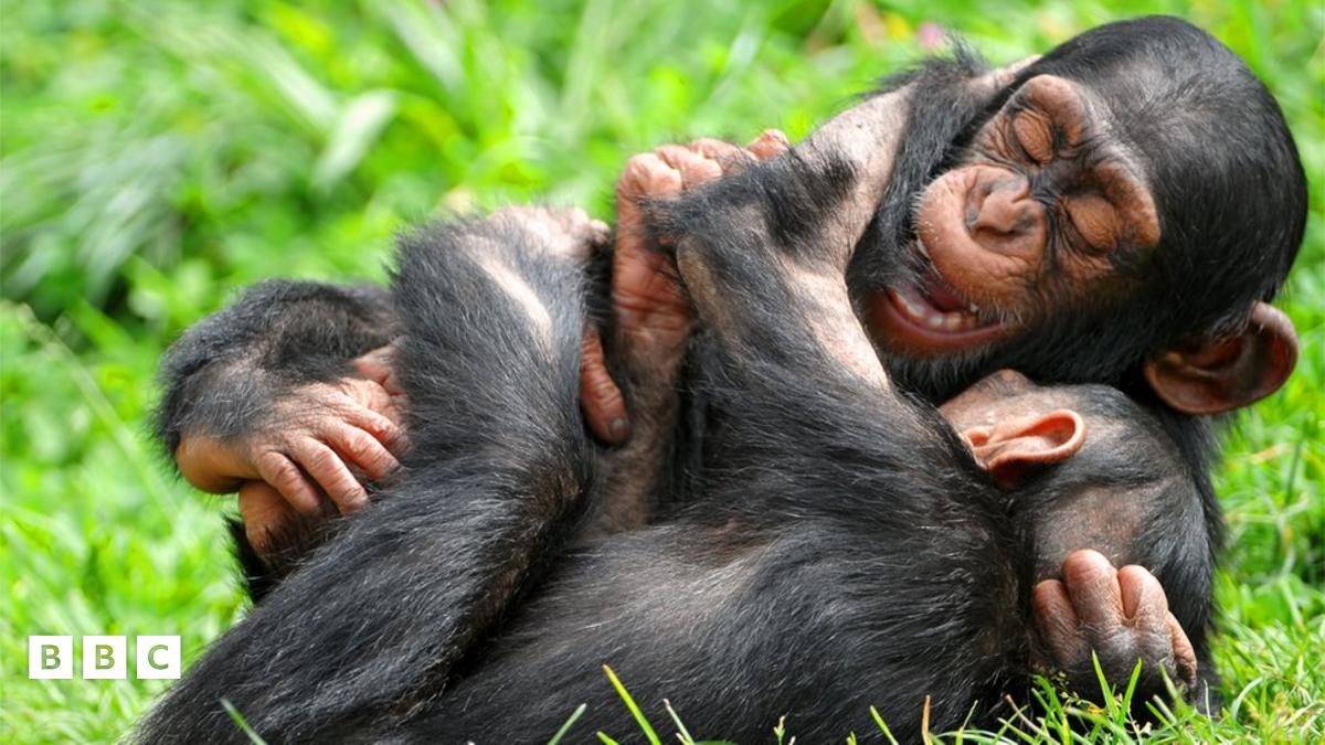 Wildlife: Apes playfully tease and prank each other - just like humans ...