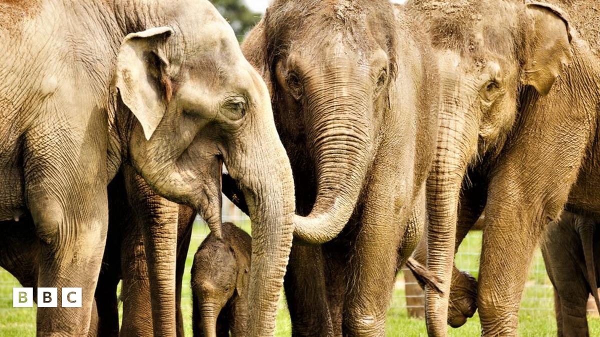 How is elephant poo helping conservationists? - BBC Newsround