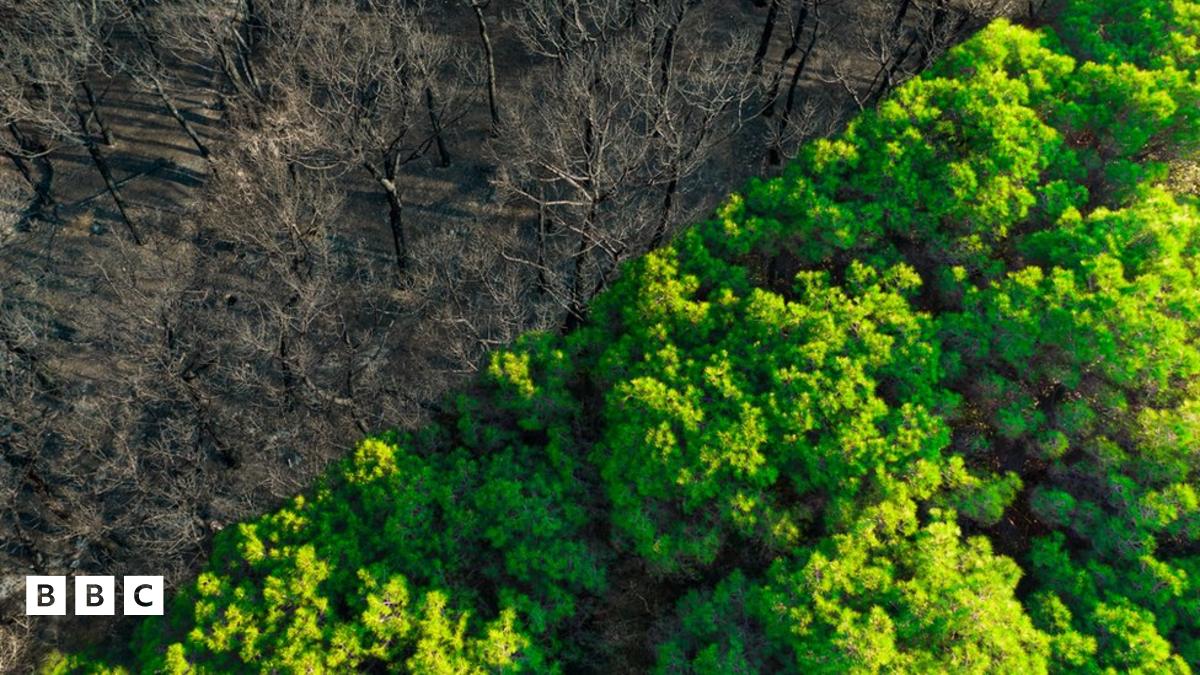 Climate change: Deforestation soars despite pledges from world leaders - BBC Newsround