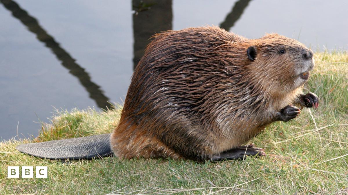 How beavers can help stop homes from flooding - BBC Newsround