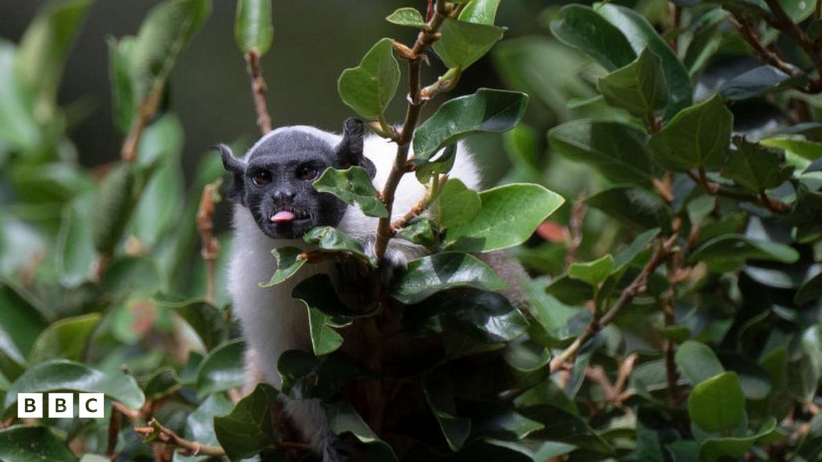 Noise pollution: Monkeys are communicating with smells because of loud ...