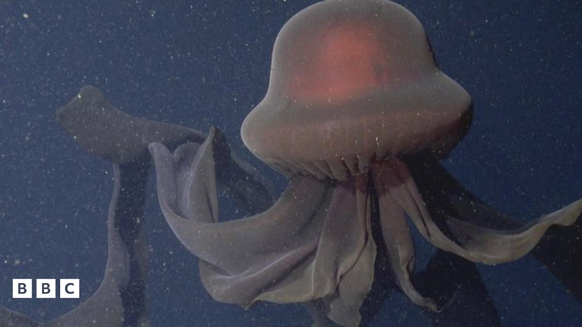 Jellyfish: Rare giant phantom jellyfish stuns researchers - BBC Newsround