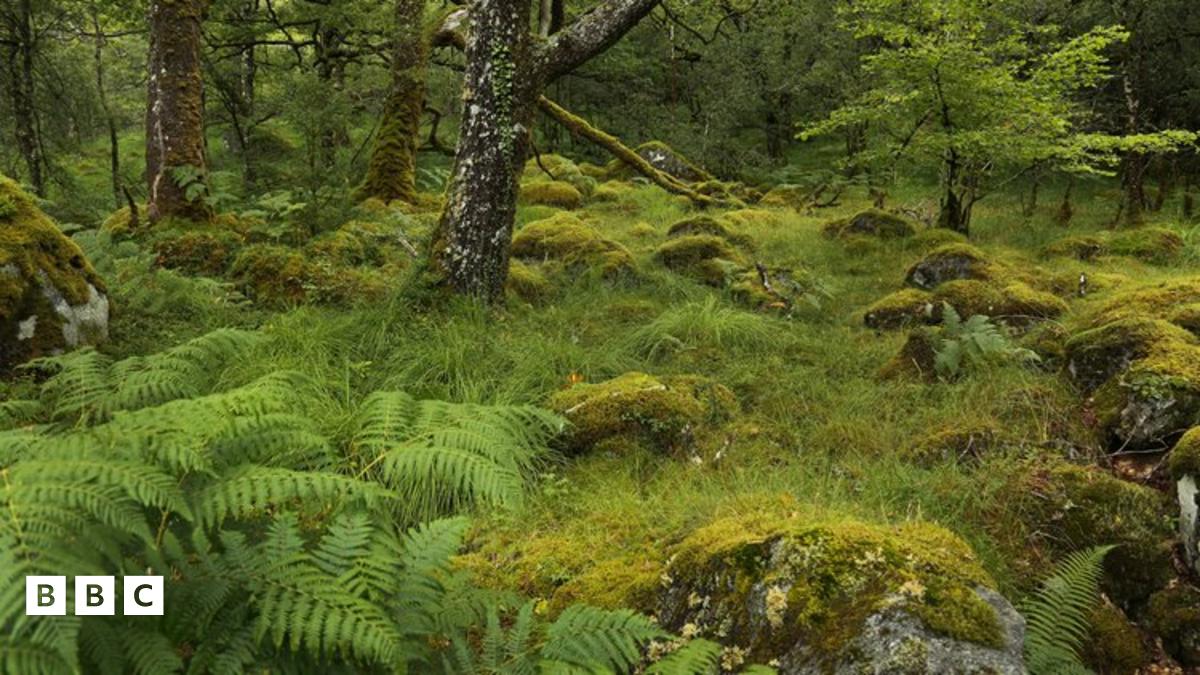 UK conservation: Wildlife-rich rainforest to be planted in Devon - BBC ...