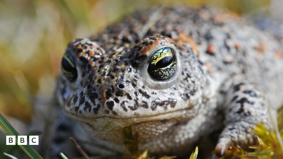 Conservation: New funding given for rare species including butterflies ...