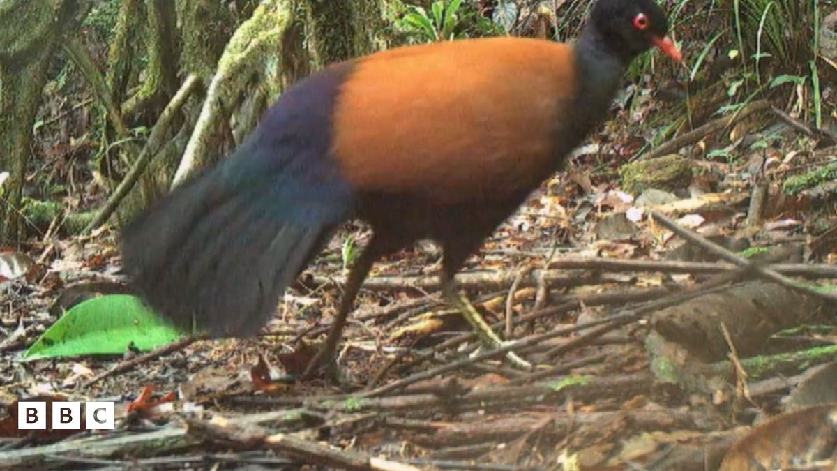 Rare black-naped pheasant pigeon found by scientists again after 140 ...