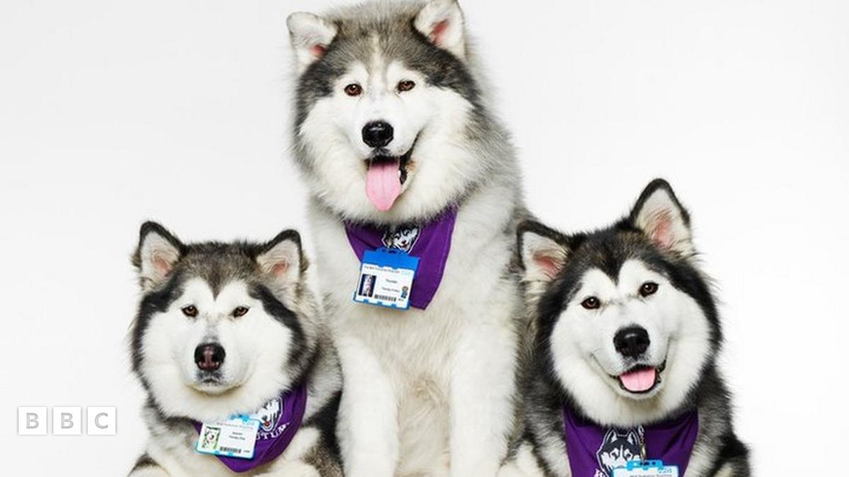 Dogs with jobs: London art gallery shows off amazing working canines ...