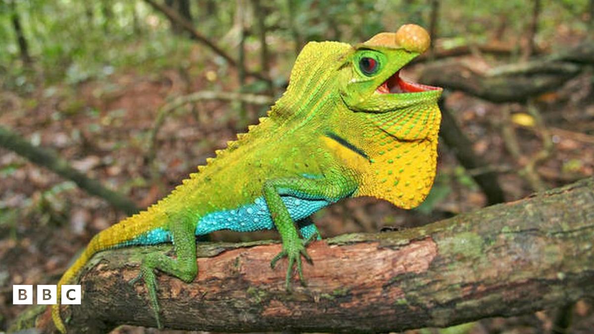 Endangered animals: One in five reptiles threatened with extinction ...