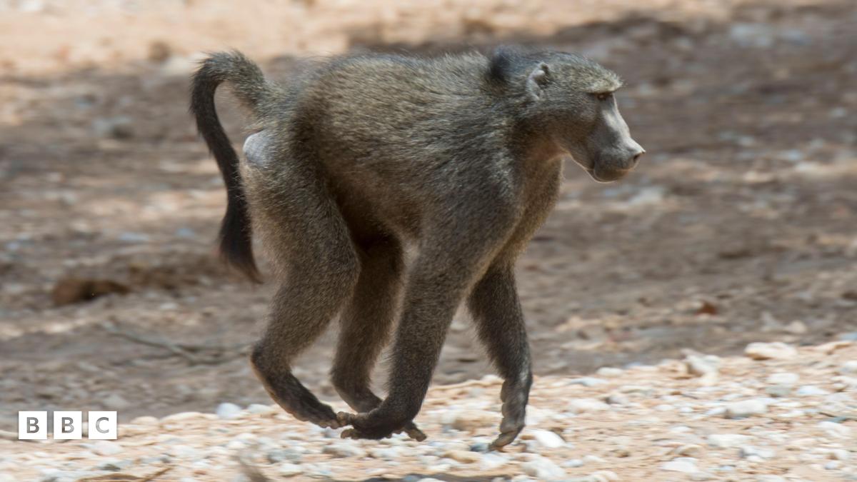 Jealous of a sibling? Baboons are too - BBC Newsround
