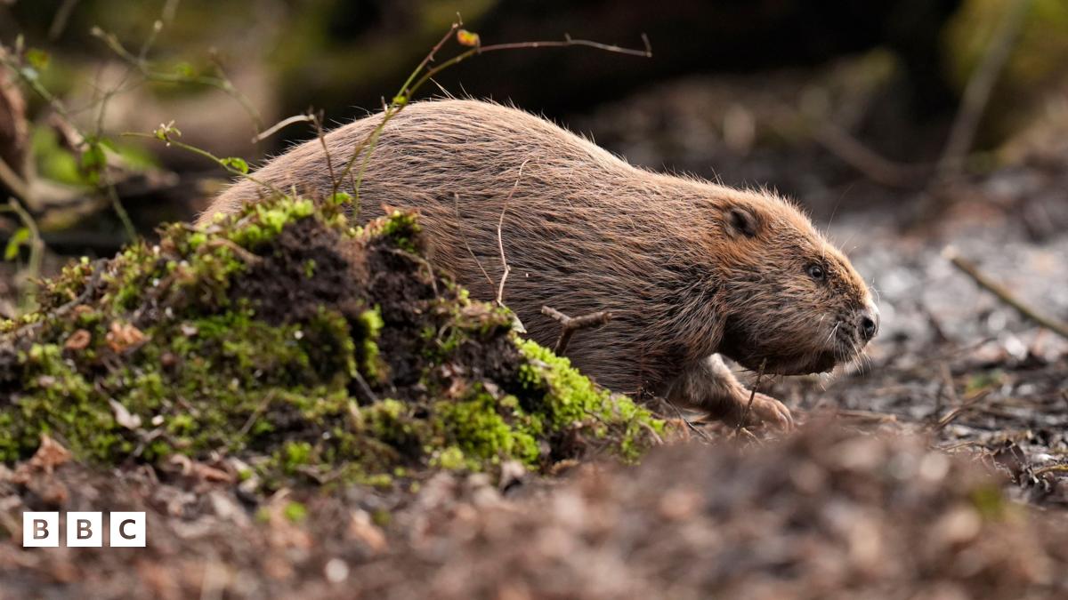 Beavers released into wild in England under new rules - BBC Newsround
