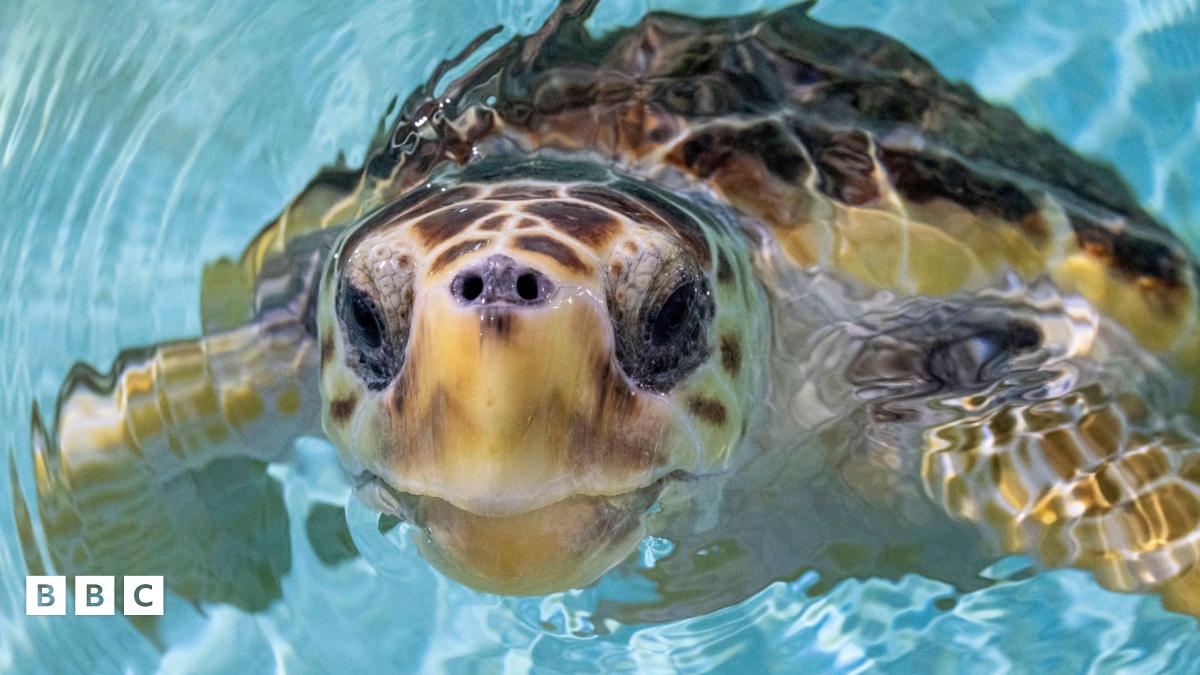 Meet the injured sea turtle given a third chance at life - BBC Newsround