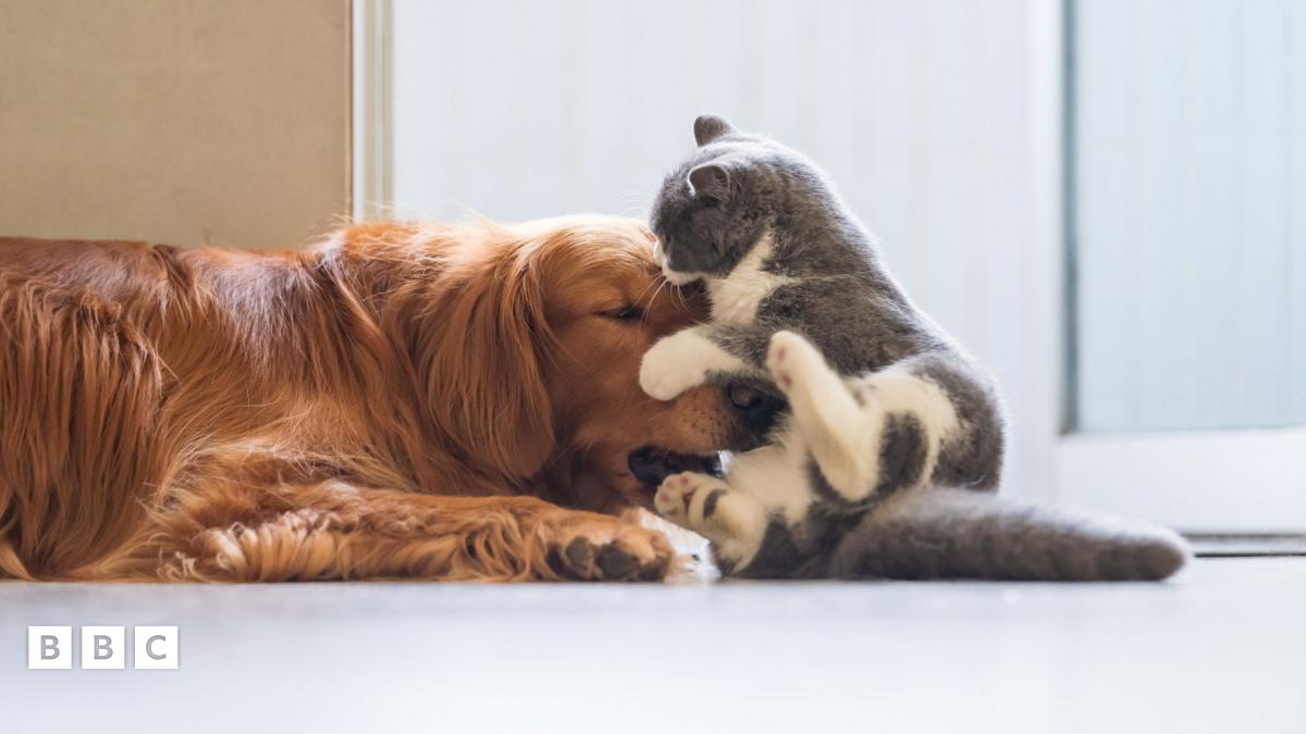 Pets: How to help them be friends - BBC Newsround